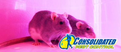 About Rats and Rabies - Welcome to Consolidated Pest Control
