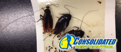 How to Identify Florida Roaches - Welcome to Consolidated Pest Control