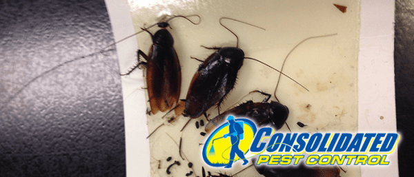 How to Identify Florida Roaches - Welcome to Consolidated Pest Control