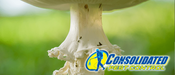 Do Springtails Bite - Welcome to Consolidated Pest Control