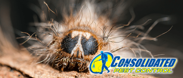Do Springtails Bite - Welcome to Consolidated Pest Control