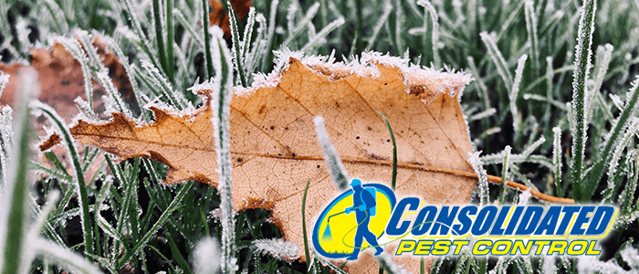 Winter Lawn Care Tips for Brandon Residents - Welcome to Consolidated ...